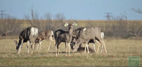 "Mulies of the Plains" - A mule deer research video by Texas Parks ...